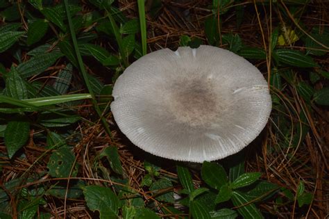 Rivea Hypocrateriformis Eflora Of India