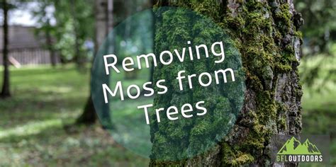 How Do You Remove Moss From Trees GFL Outdoors