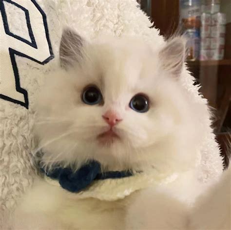 小壳猫砂怎么样猫主子的痛苦与快乐你想象不到 哔哩哔哩