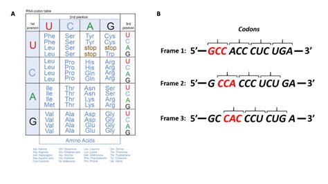 Translation Biology Chart