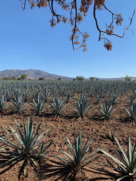 Fields Tequila Addict