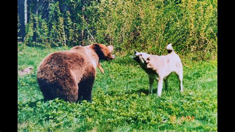 როგორი იყო ნამდვილი ყაზბეგური ნაგაზი უცნობი ისტორიული ფოტოები Youtube