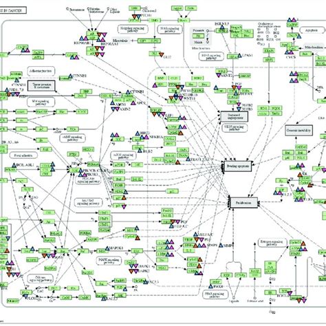 Heapmap Analysis Heatmap Of Genes Listed In Cell Cycle Pathway A And
