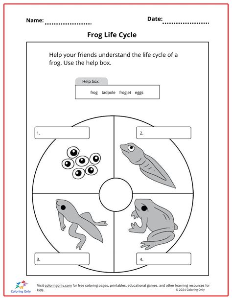 Life Cycle Of A Frog Worksheet For Grade Templates Printable Free My