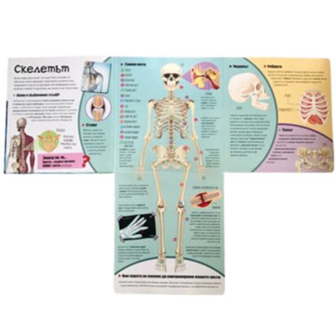 Удивителното човешко тяло Marisa Bg