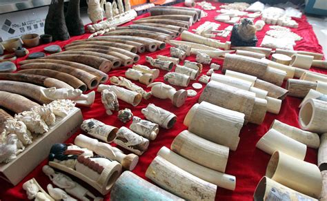 河南破获野生动物制品案 象牙犀牛角超1200万社会中国台湾网