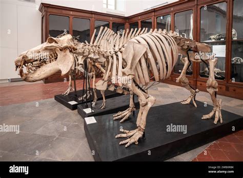 Italy Piedmont Turin The Regional Museum Of Natural Sciences Skeleton