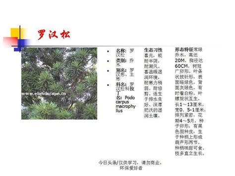 常見90種名稱植物的名稱、科屬、學名、圖譜、形態特徵、習性來啦！別人問可以答啦 每日頭條
