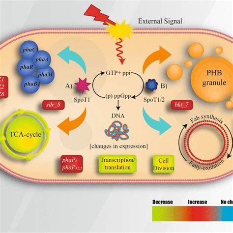 Timeline Representation Of C Necator H16 Organism A Historical Download Scientific Diagram