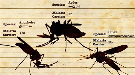 A Beginners Guide To Mosquito Identification Wellcome Sanger Institute Blog
