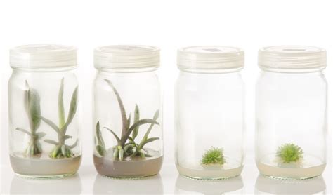 Exploring Somatic Embryogenesis Techniques And Applications Plant