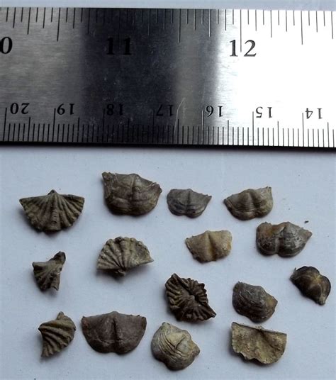 Brachiopod Shells Fossils Paleontology Fossil