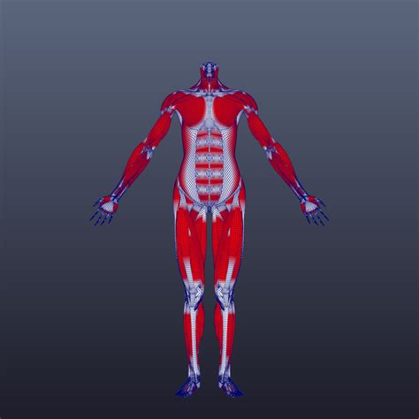 Free Human Simulation 3d Model
