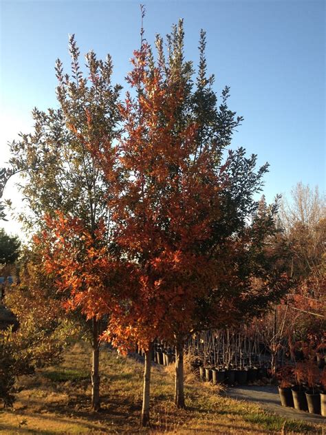 Chisos Red Oak Trees That Please