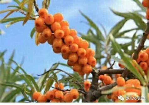 酸溜溜树的图片 酸溜溜图片 酸溜溜草图片 大山谷图库
