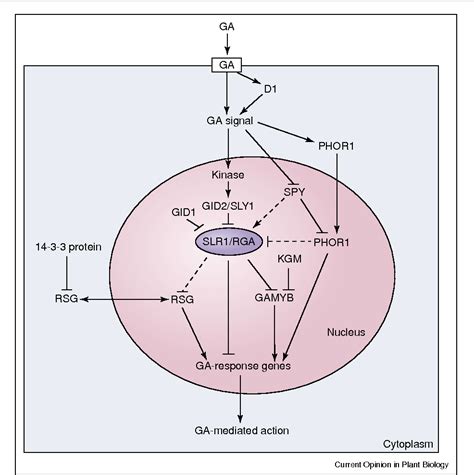 PDF Gibberellin Signalling Pathway Semantic Scholar