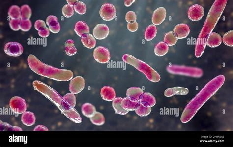 Computer Illustration Of Bacteria Of Different Shapes Including Cocci