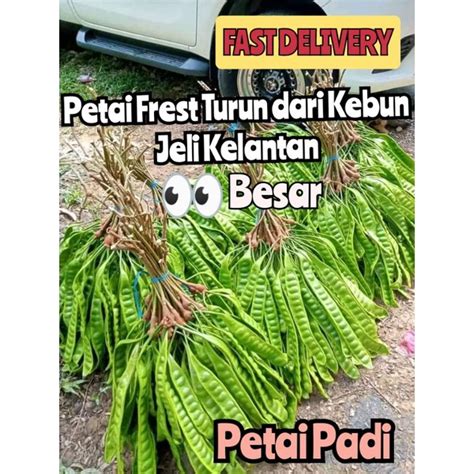 PETAI FRESH DARI KEBUN JELI KELANTAN PETAI PADI BIJI BESAR Shopee