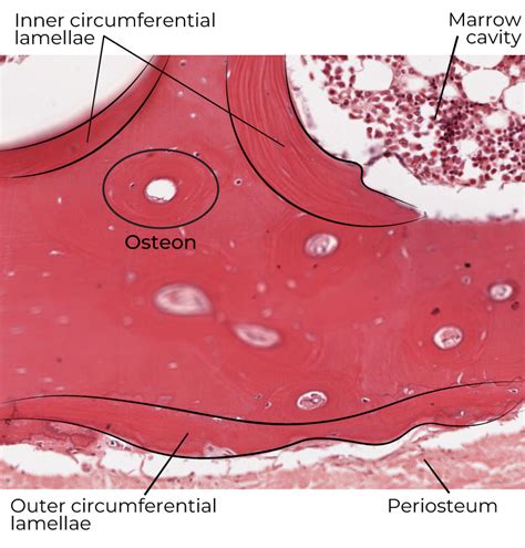 Gross Anatomy Bone Histology Ditki Medical And Biological Sciences