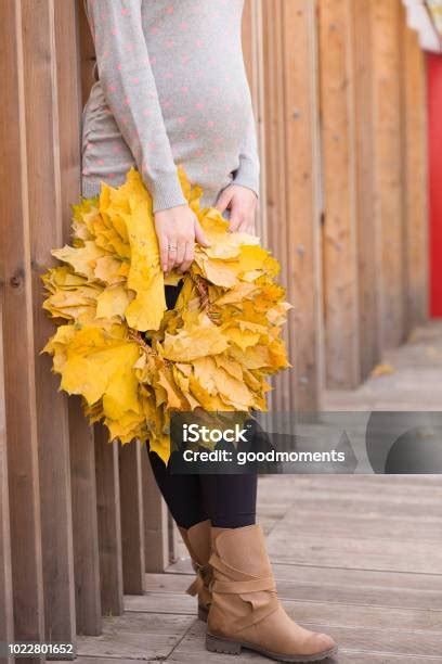 여자의 손에 화 환 아름 다운 노란 단풍나무의의 근접 촬영 임신한 여자 들고 단풍입니다 가 출산 개념 10월에 대한 스톡 사진 및 기타 이미지 Istock