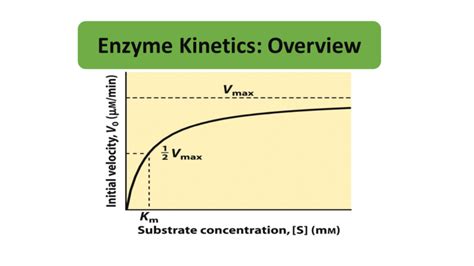 Enzyme Kinetics Figure 1 From Shadows And Lights In Enzyme Kinetics