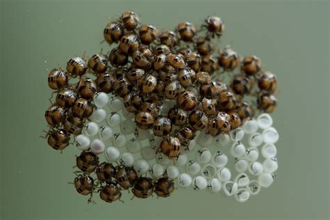 Stink Bug Eggs Hatched Free Photo On Pixabay Pixabay Stink Bug Eggs Hatched Free Photo On Pixabay Pixabay