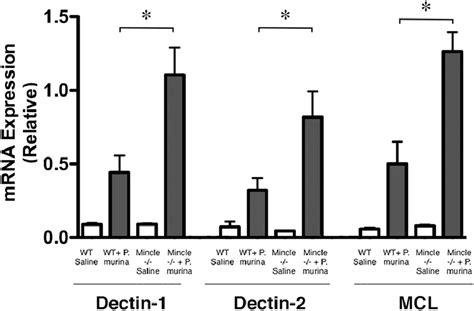 The Expression Of Other C Type Lectins Is Increased In The Absence Of Download Scientific