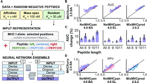 Mhcflurry 20 Ba Predictor Architecture And Benchmark A Ba Predictor Download Scientific