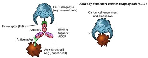 Antibody Dependent Cellular Phagocytosis Adcp Testing Services Creative Diagnostics