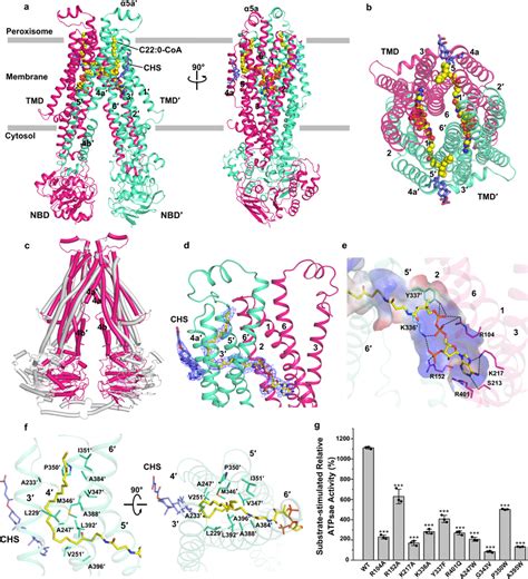 Structure Of Substrate Bound Abcd1 And The Substrate Binding Pocket A