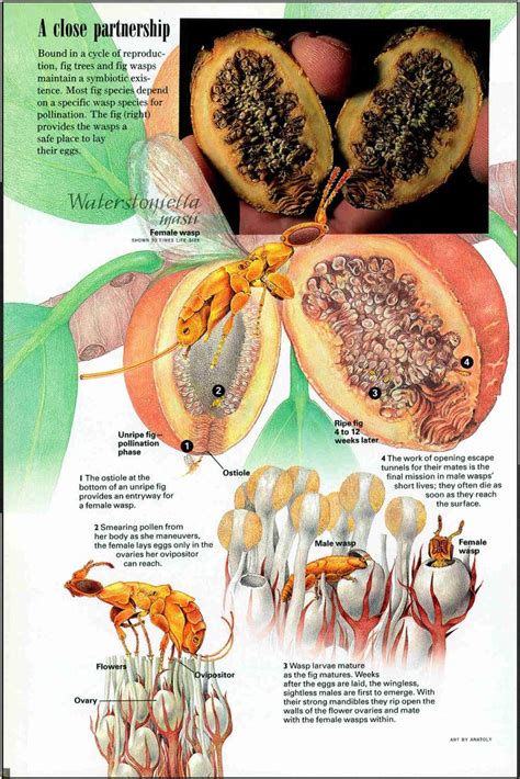 Symbiotic Relationship Fig Trees Fig Wasps Documentry Fig Fruit Crossection Fig Wasp Fig Tree