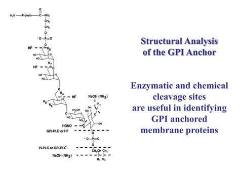 Ppt Synthesis And Structure Of Major Glycan Classes And Glycosaminoglycans Powerpoint