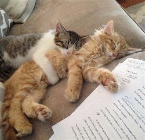 Создать мем котик спит спящий котенок котики обнимаются Картинки Meme