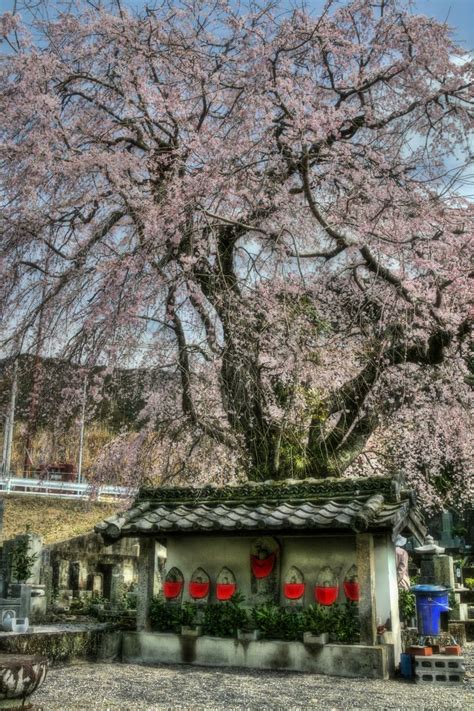 桜地蔵 HDR GANREF
