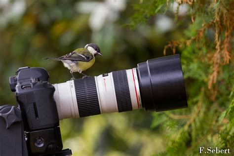 Les Oiseaux Aiment Aussi Canon Franck Sebert Flickr