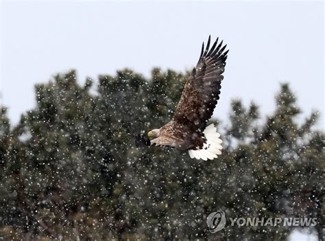 흰꼬리수리의 배부른 오후 연합뉴스