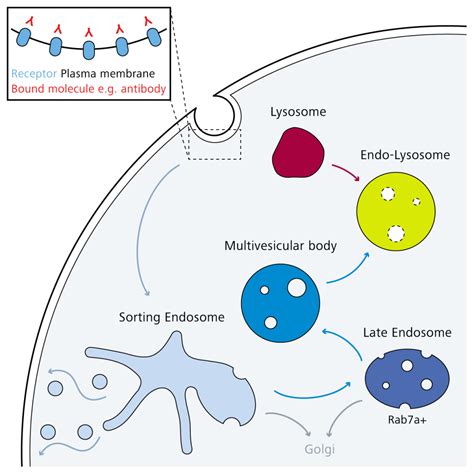 From Image To Results Novel Approaches To Measure Receptor Mediated Endocytosis Of Herceptin