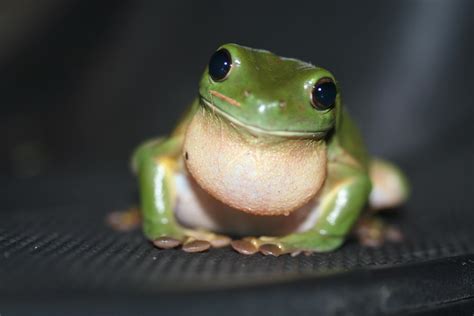 11 Cute Frogs You Will Love With Pictures Ocean Info