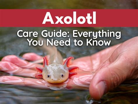 How To Care For An Axolotl Complete Guide