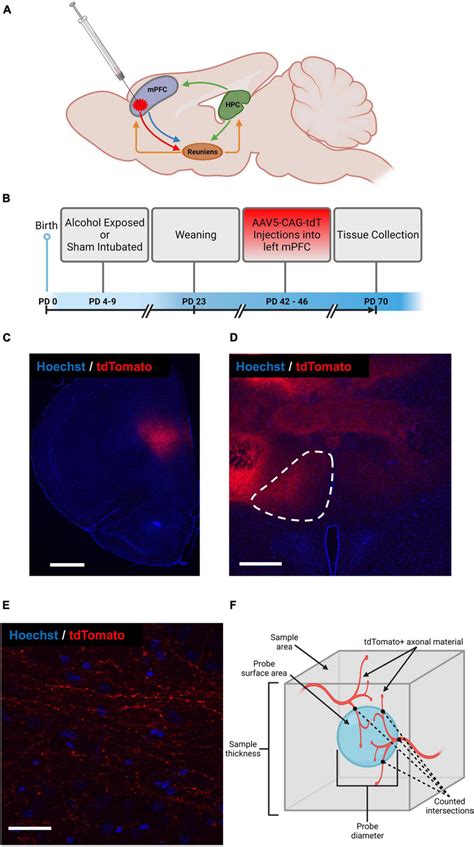 Schematic Representation Of Mpfc Re Hpc Circuitry And Indication Of Download Scientific Diagram