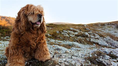 Cocker Spaniel Theme For Windows 10 And 11
