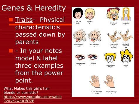 Heredity Traits Examples
