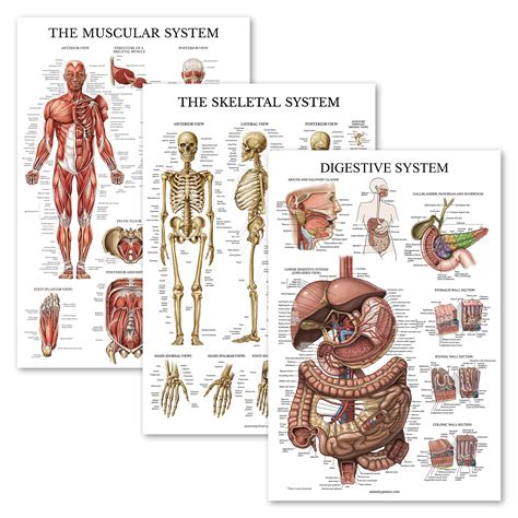 Gastrointestinal Anatomy Posters