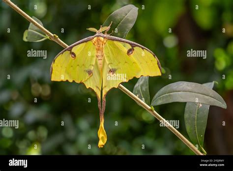 African Moon Moth Argema Mimosae Large Beautiful Green Silk Moth