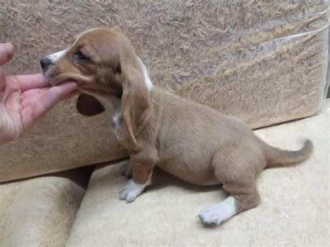 Female Bassett Hound Puppy For Sale Jackson Puppies For Sale Near Me