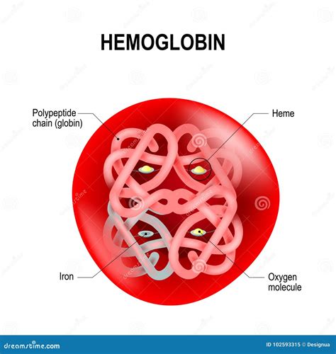 Structure Of Human Hemoglobin Molecule Stock Vector Illustration Of