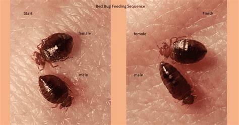 How To Check For Bed Bugs Must Know Early Detection Tips