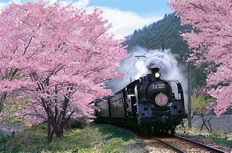 Amazon 1000ピース ジグソーパズル 桜と大井川鐡道 めざせ パズルの達人50x75cm ジグソーパズル おもちゃ