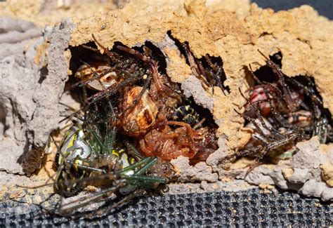 What Bug Makes A Nest That Looks Like Mud At Benjamin Raynor Blog