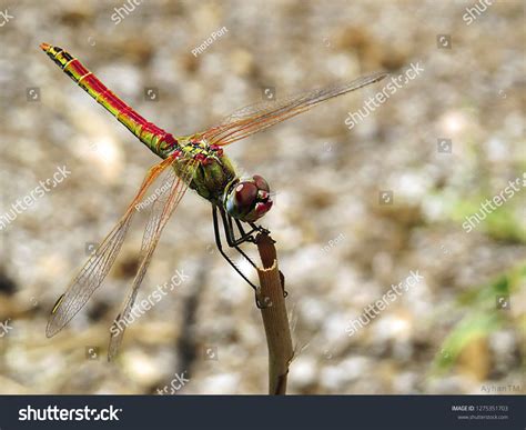 Yusufcuk 16 Images Photos Et Images Vectorielles De Stock Shutterstock